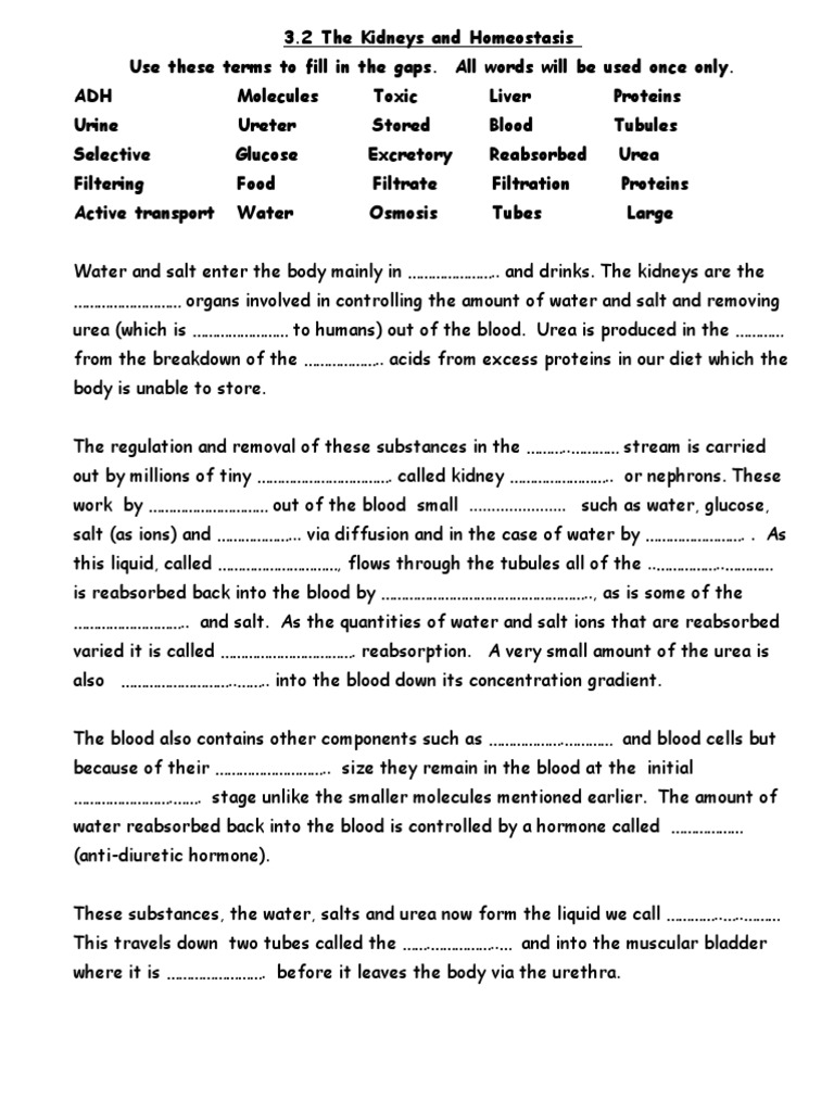 3.2 The Kidneys and Homeostasis | PDF | Kidney | Urinary System