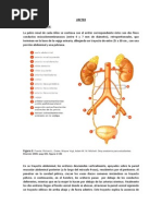Anatomía de la Cápsula de Glisson | PDF | Tejido adiposo | Riñón