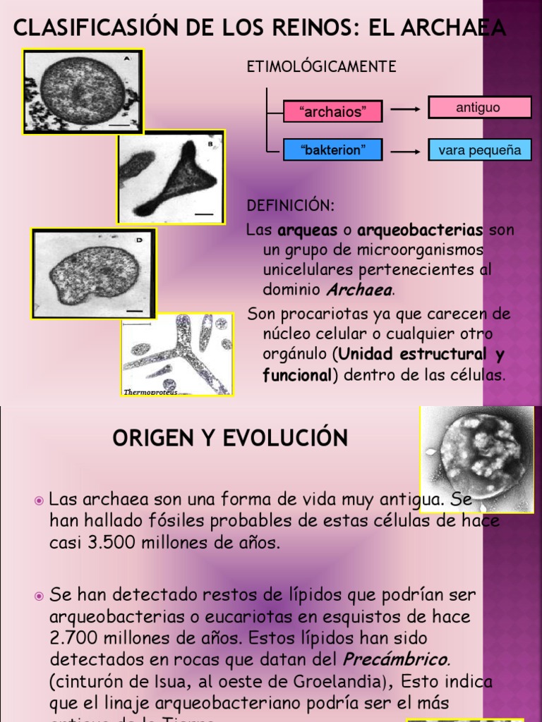ARCHAEA 1 | Archaea | Biología Celular)