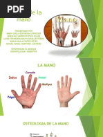 Músculos Intrínsecos de la Mano | PDF | Mano | Anatomía humana
