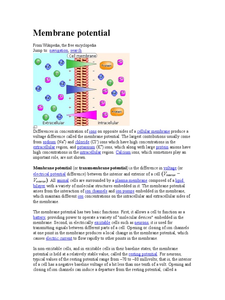 Membrane Potential: From Wikipedia, The Free Encyclopedia | PDF ...