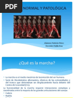 Marcha Trendelenburg: Análisis y Alteraciones | PDF | Pelvis | Sistema ...