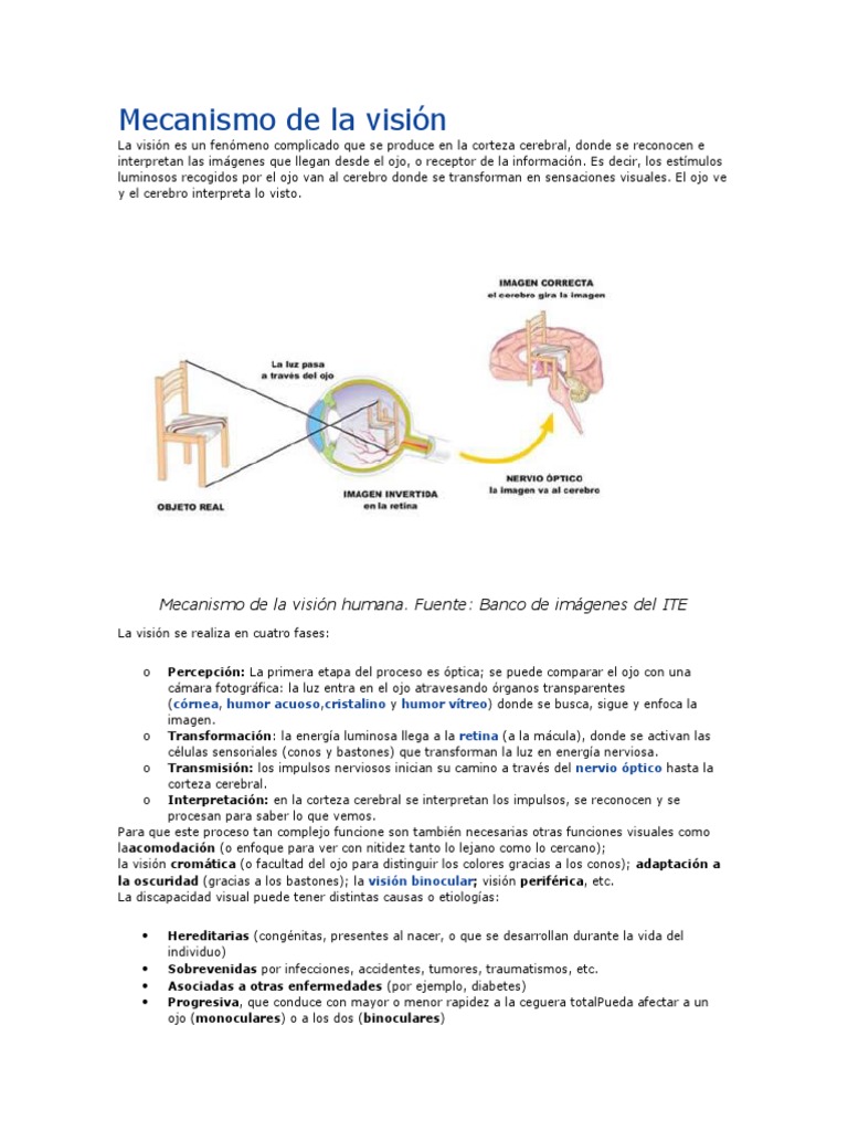 Mecanismo Del Ojo | PDF | Ojo humano | Percepción visual