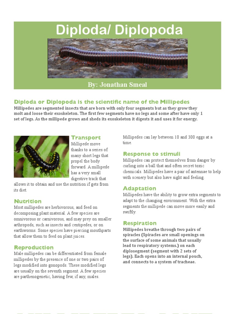 Diploda/ Diplopoda | Arthropods | Organisms