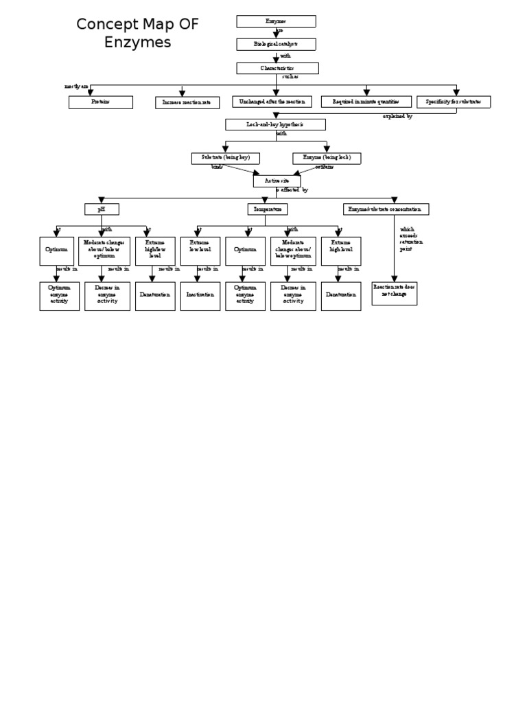 Enzyme Concept Map | PDF