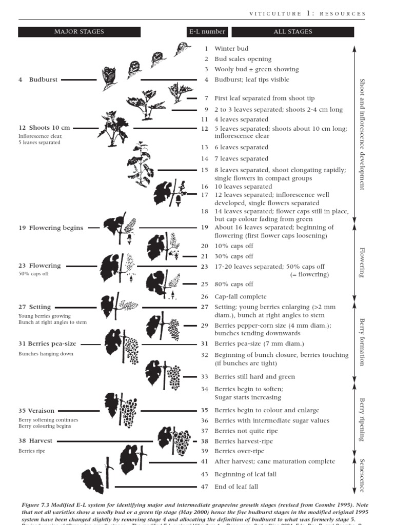 Grapevine Growth Stages Guide | PDF | Vitis | Leaf