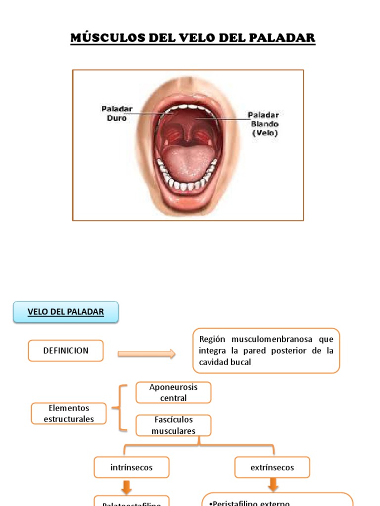 Músculos Del Velo Del Paladar | Lengua | Anatomía humana