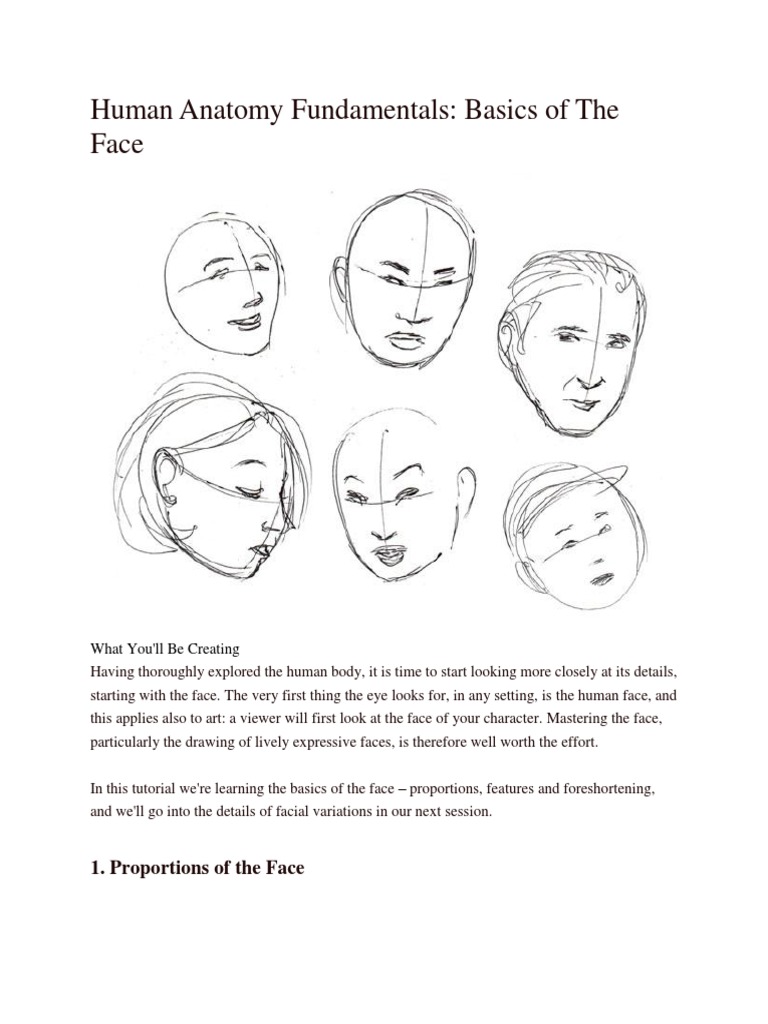 Human Anatomy Fundamentals Pdf Eyebrow Eye