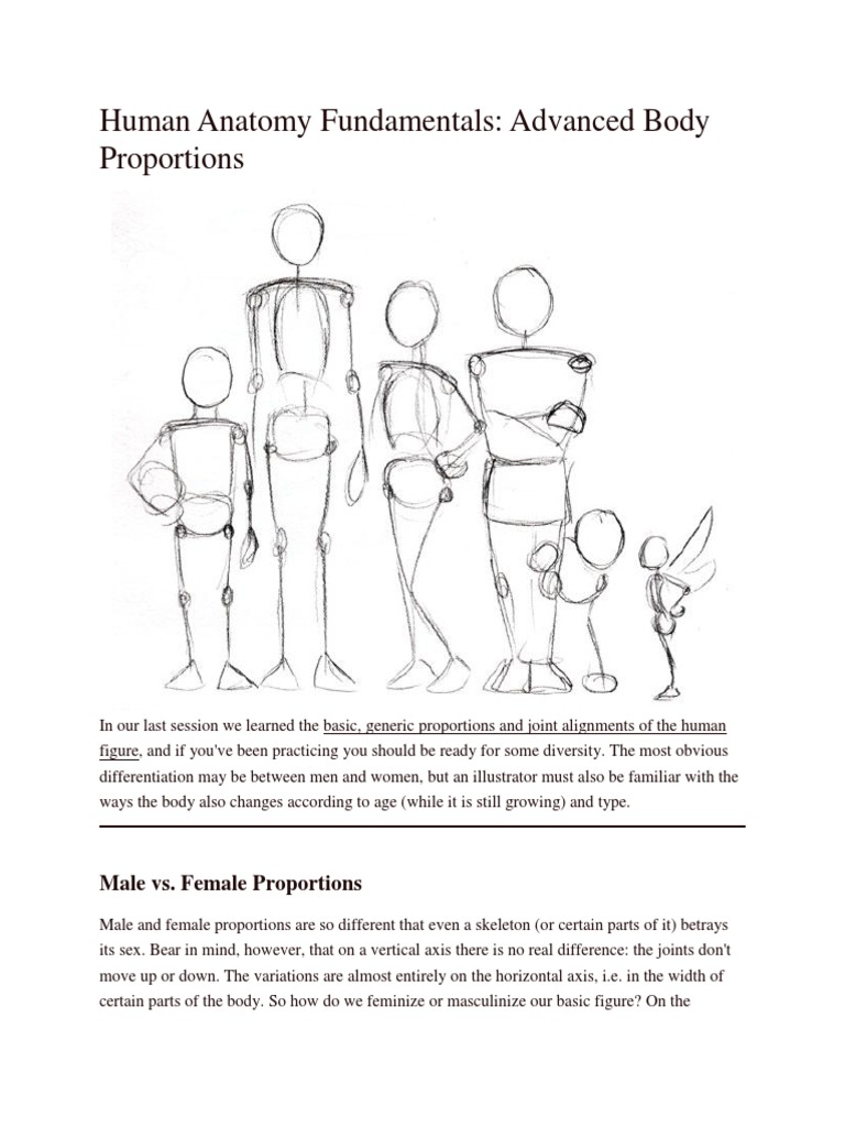 Human Anatomy Advanced Body Proportions Pdf Puberty Pelvis