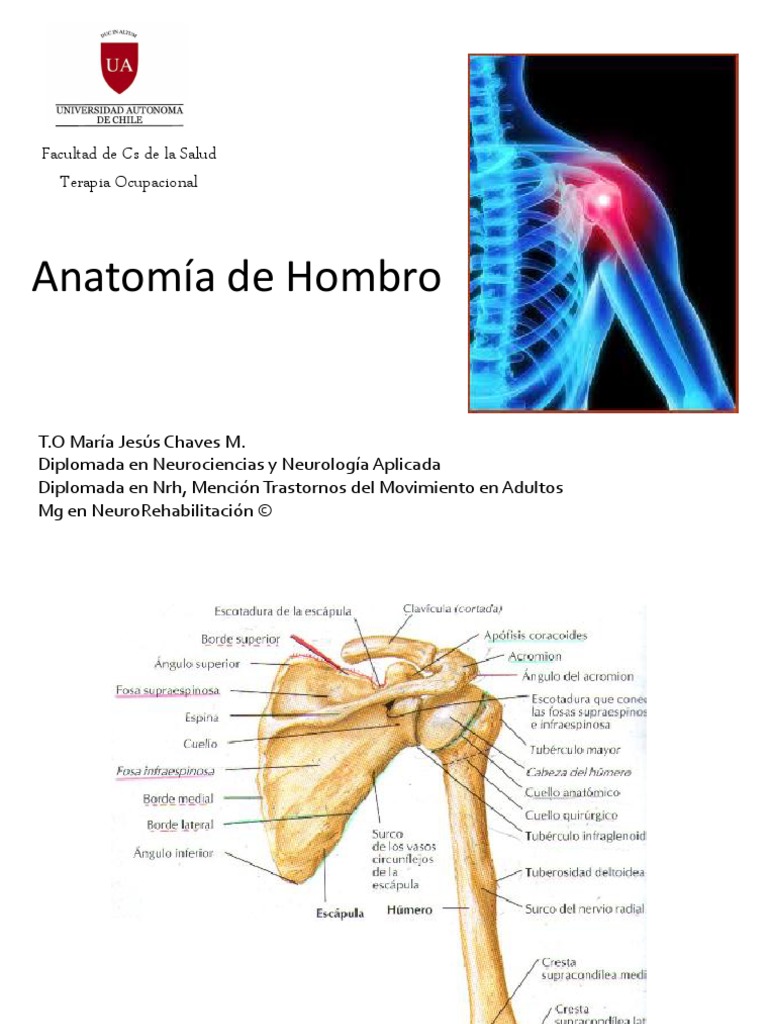 Anatoma De La Articulacin Del Hombro Articulacin Del Hombro