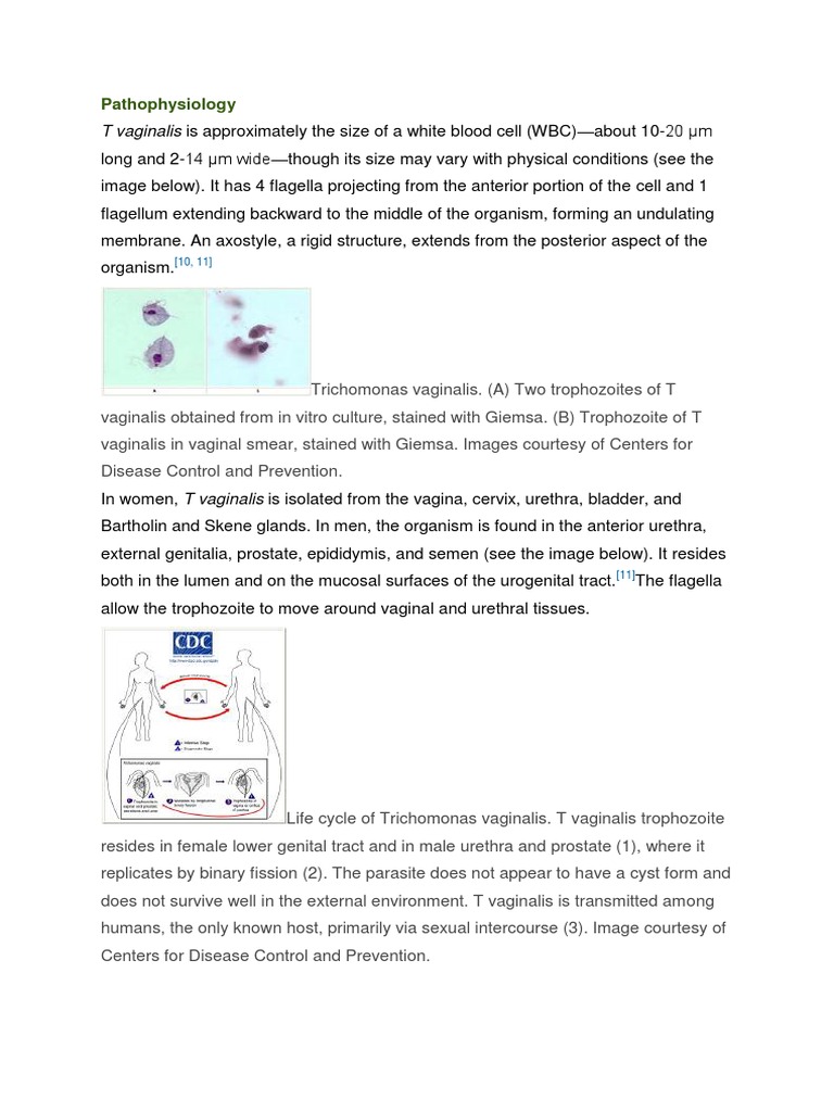 Trichomoniasis Pathophysiology Overview | PDF | Immune System | Vagina