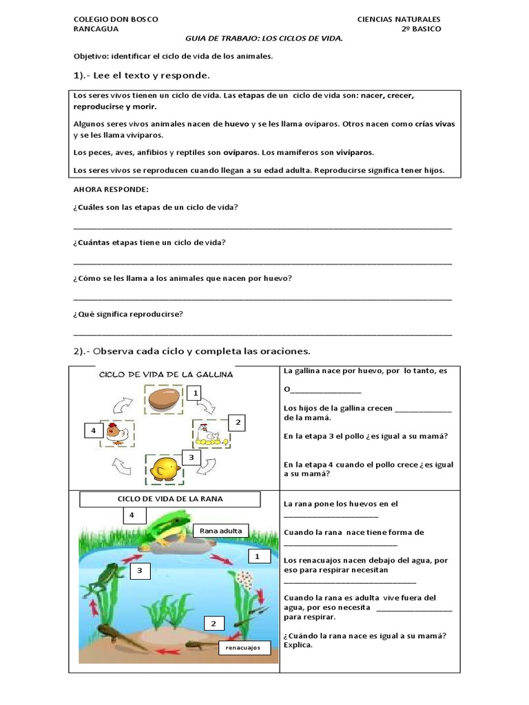 Hoja De Trabajo Con Respuestas Sobre Los Ciclos De Ciencias Integradas