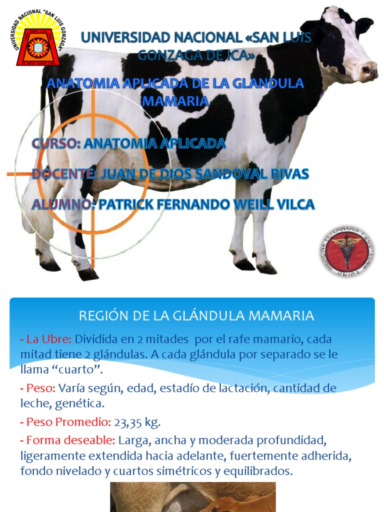 Anatomía De La Ubre De La Vaca