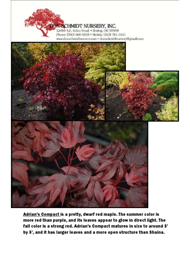 Maple Book PDF | PDF | Maple | Leaf