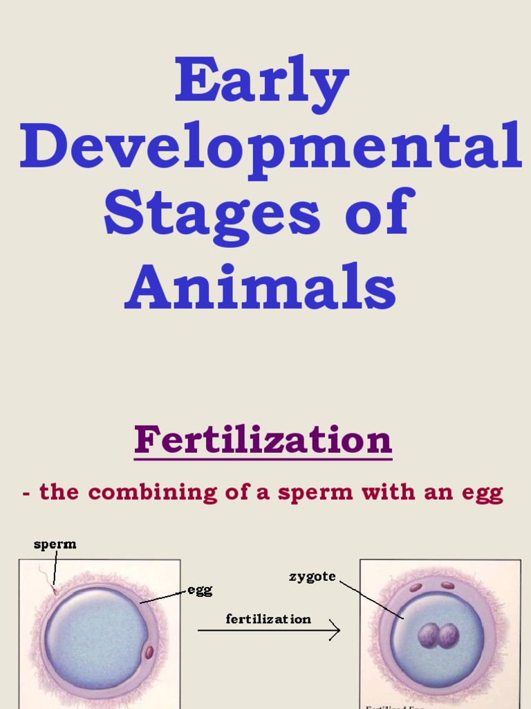 Early Developmental Stages of Animals | PDF