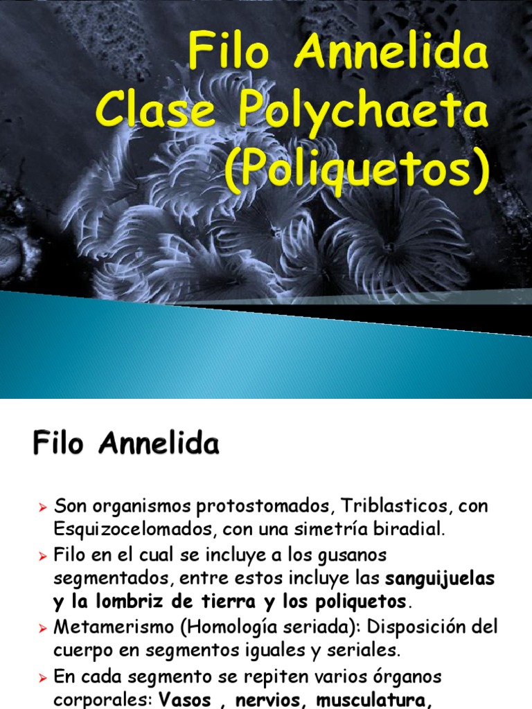 Filo Annelida Clase Poliquetos | PDF | Anatomia animal | Zoología