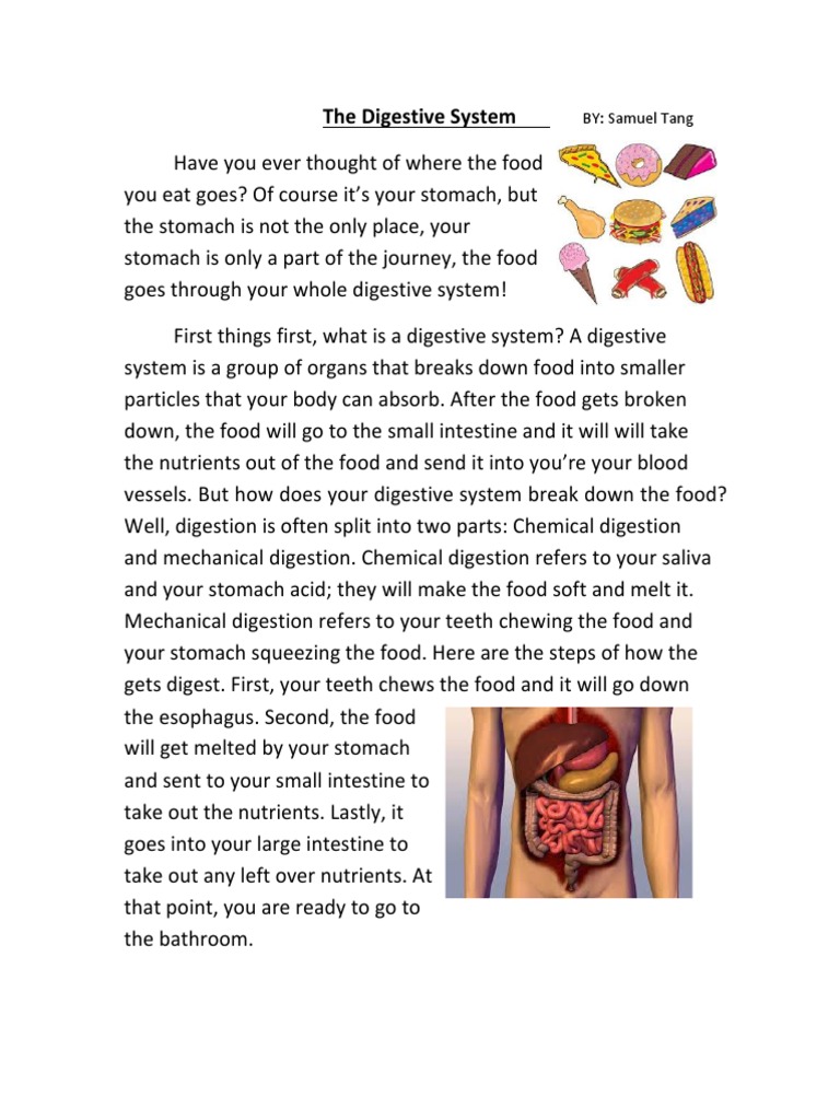 Understanding the Digestive System | PDF | Zoology | Primate Anatomy