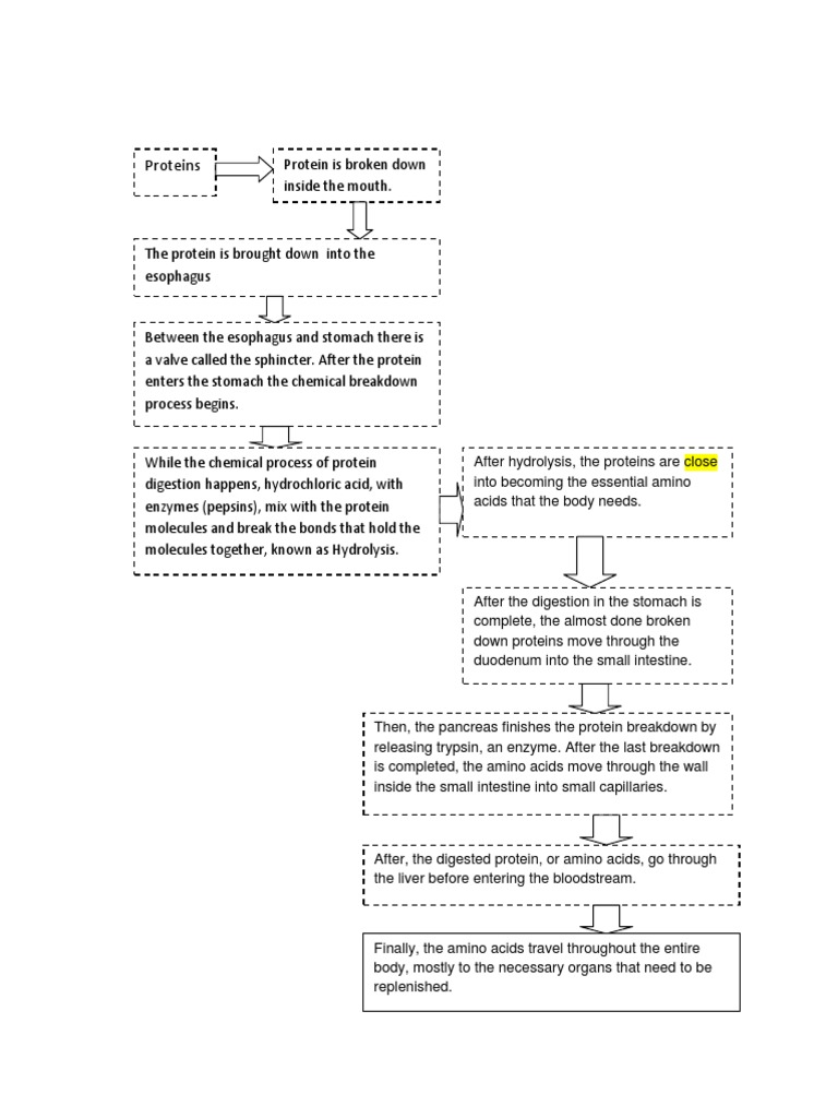 Protein Digestion Process Explained | PDF | Digestion | Stomach