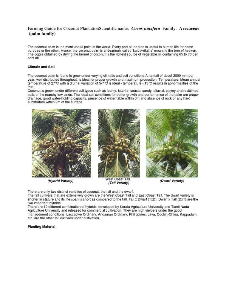 Coconut Plantation | Coconut | Sowing