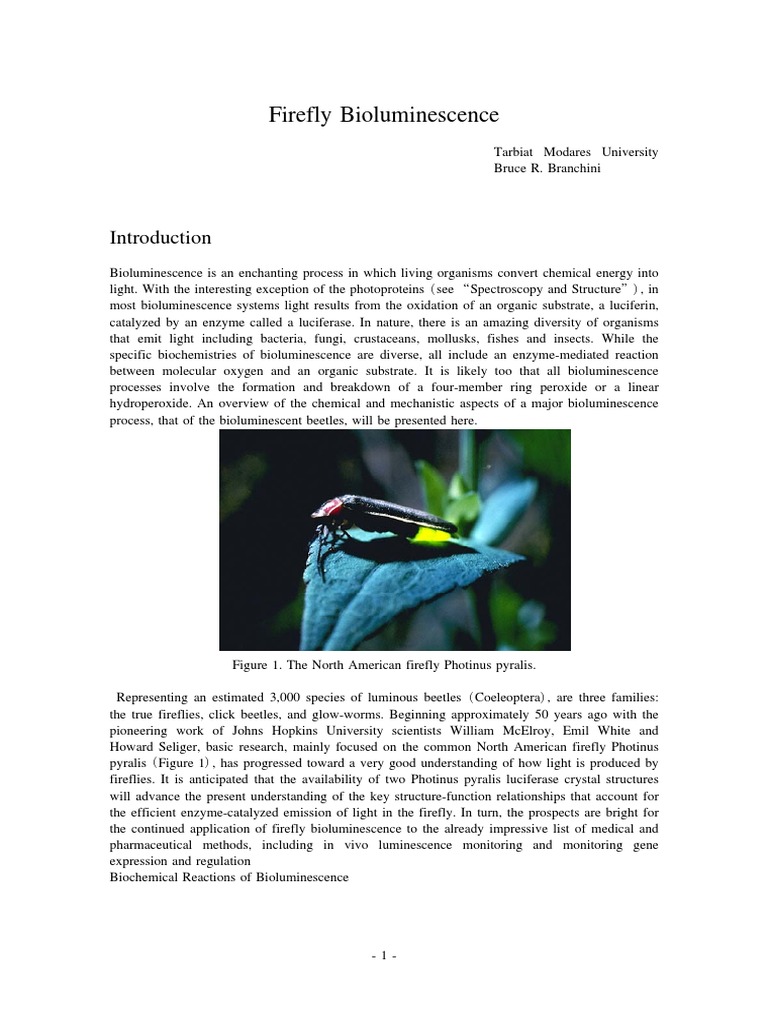Firefly Bioluminescence | PDF | Luciferase | Enzyme