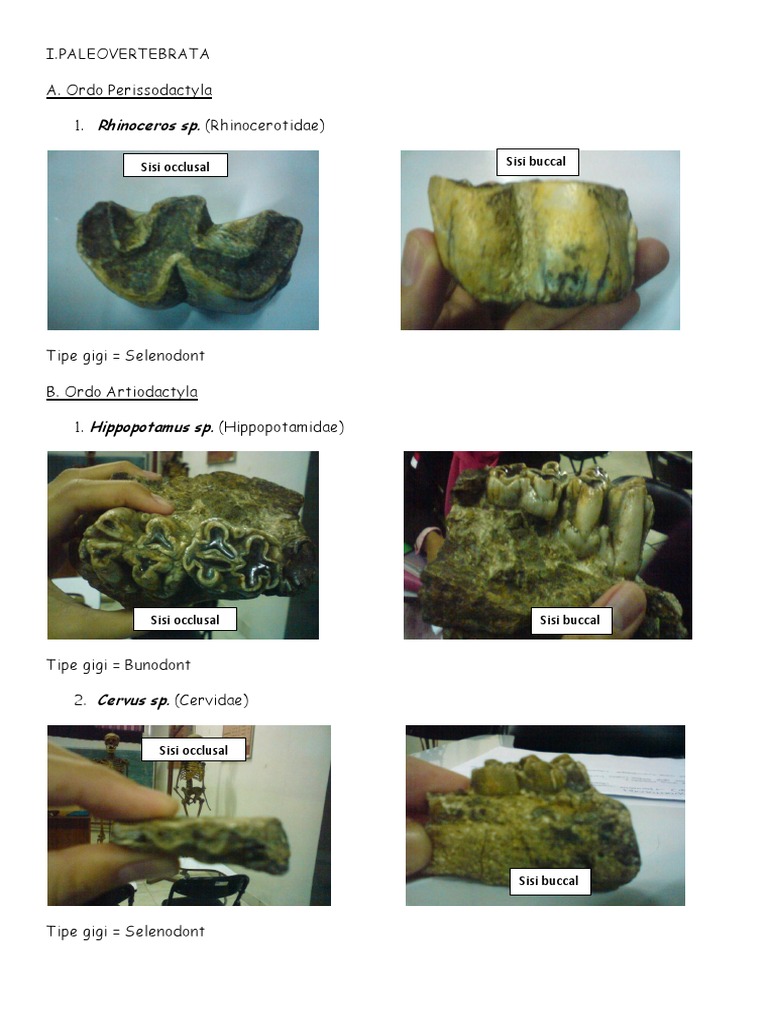 Selenodont Teeth in Paleovertebrates | PDF