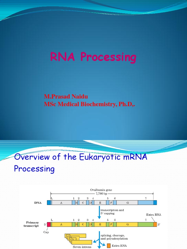 Rna Processing: M.Prasad Naidu MSC Medical Biochemistry, PH.D | PDF ...