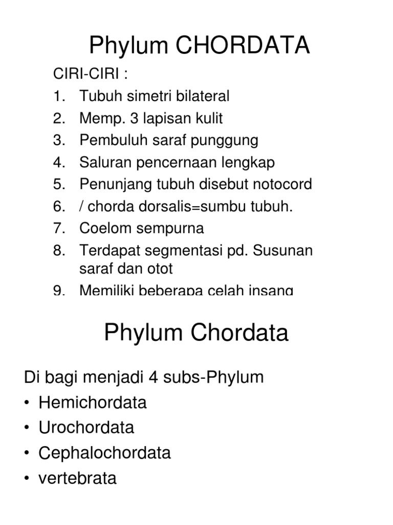 Chordata | PDF