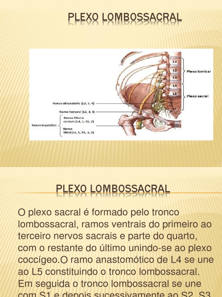 Plexo Lombossacral | PDF | Nervo | Anatomia dos membros inferiores