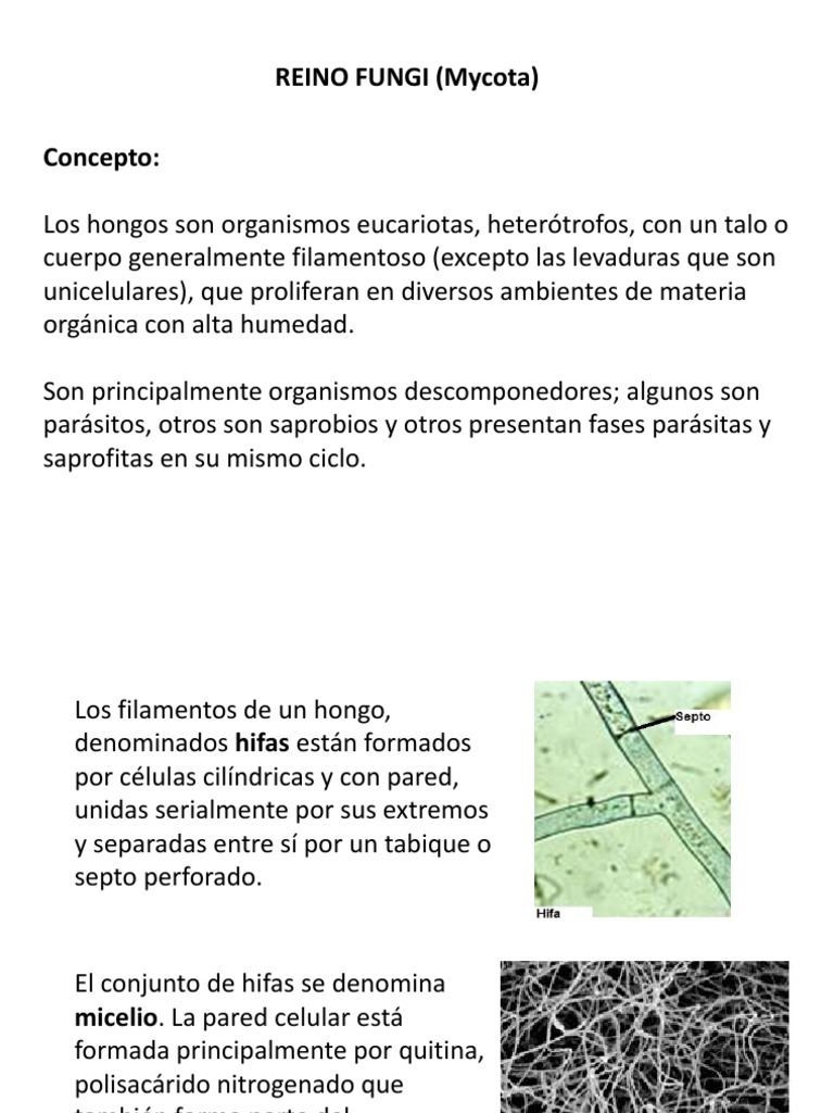 Reino Fungi (Mycota) v1013 | PDF | Espora | Hongo