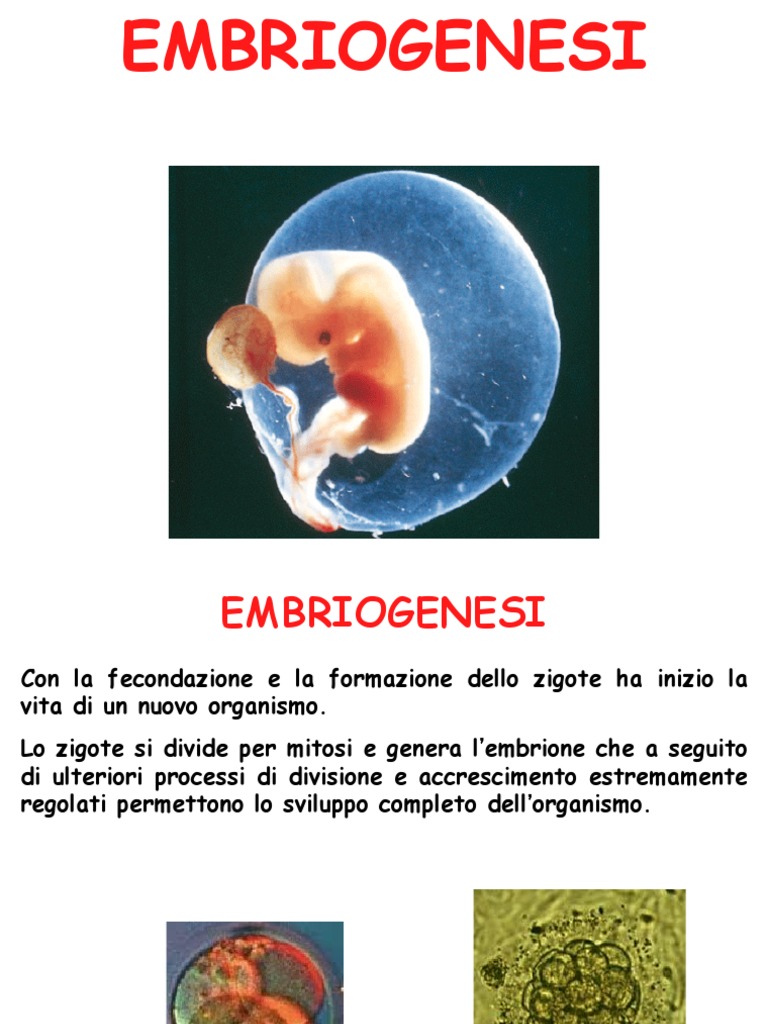 Embriogenesi | PDF