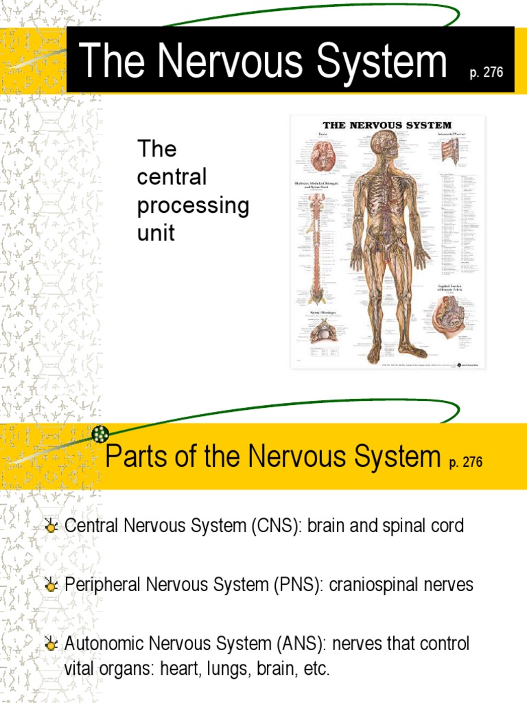 The Nervous System: The Central Processing Unit | PDF | Central Nervous ...