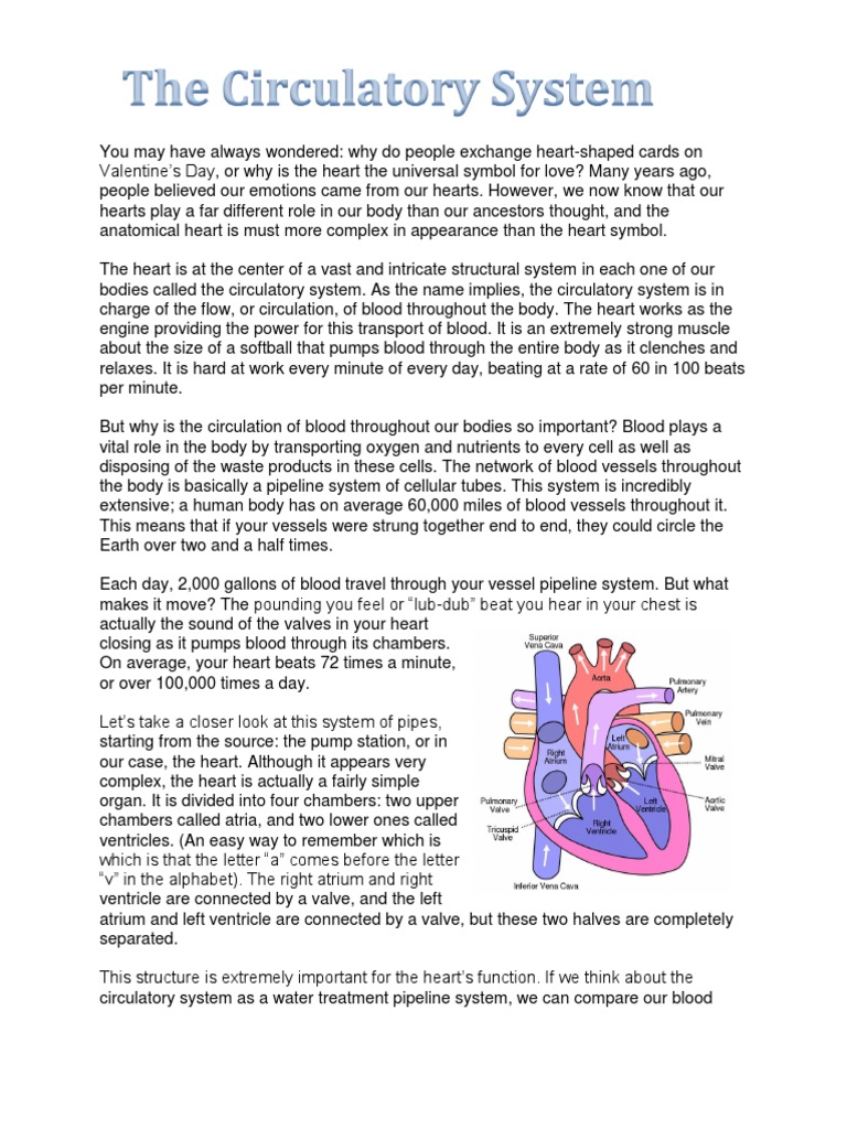 The Circulatory System | PDF | Heart | Circulatory System
