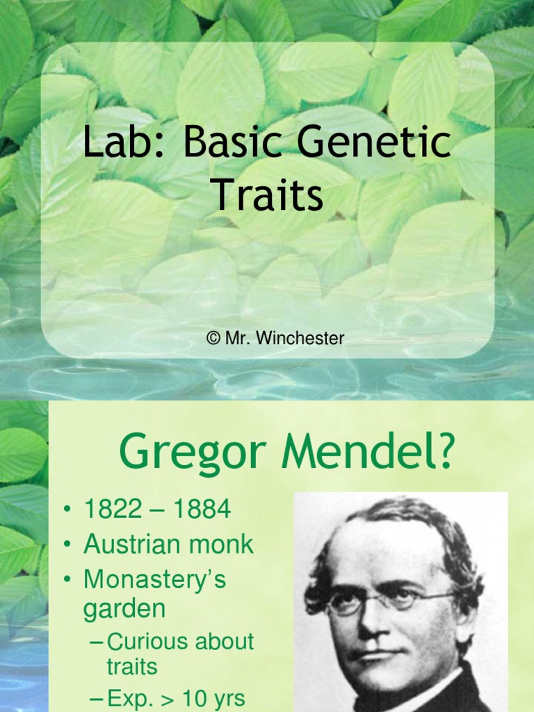 Basic Genetic Traits | PDF | Dominance (Genetics) | Zygosity