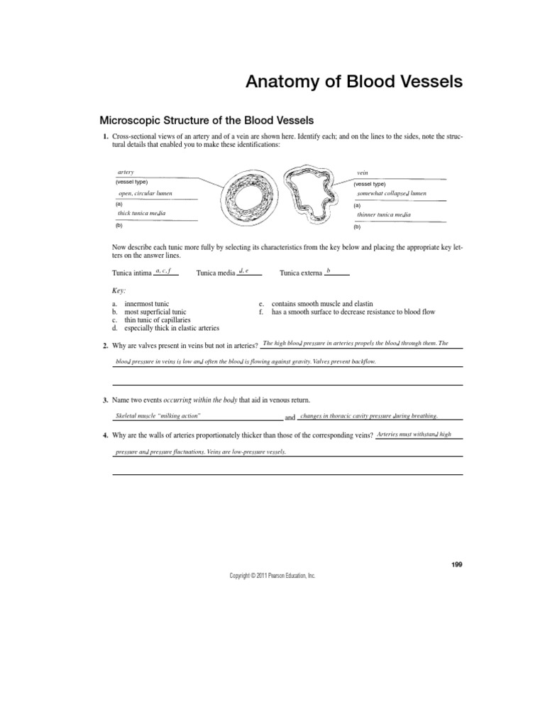 Anatomy Of Blood Vessels Review Sheet 32
