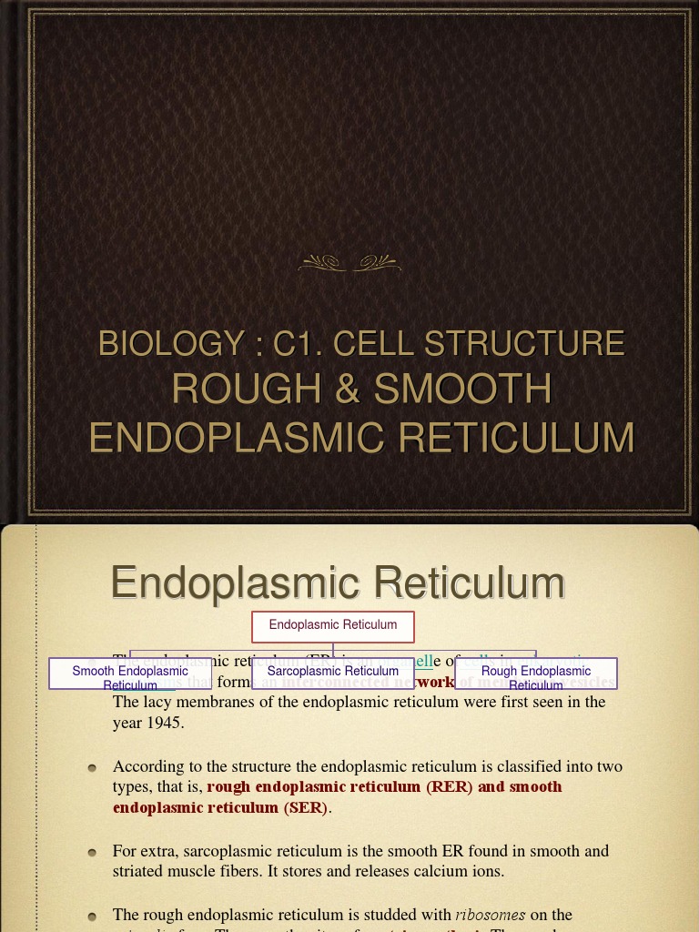 Rough vs Smooth Endoplasmic Reticulum | PDF | Endoplasmic Reticulum ...