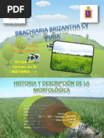 Ficha Técnica Del Pasto Imperial (Axonopus Scoparius, Hitchc) | PDF ...