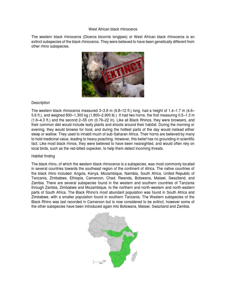 West African Black Rhinoceros PDF | PDF | Rhinoceros | Biological Concepts