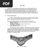 Leaf Anatomy of C3 and C4 Plants | PDF | Leaf | Photosynthesis