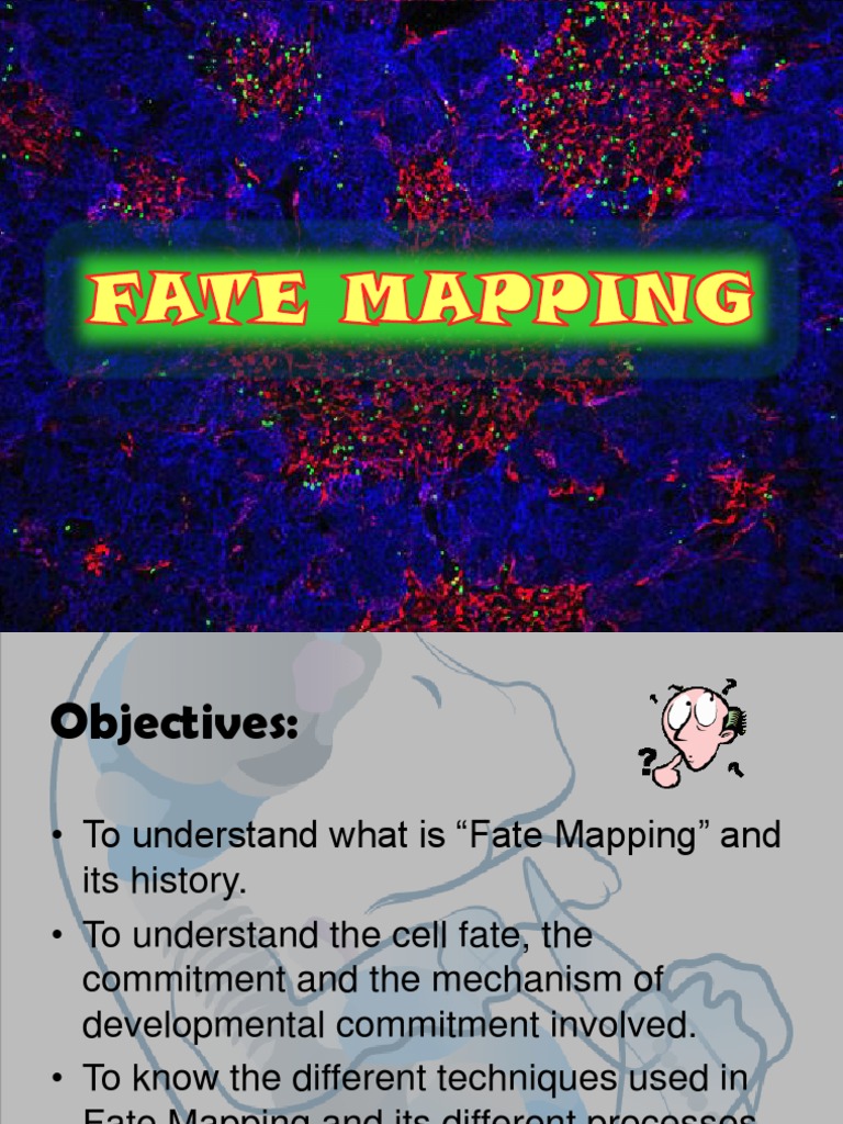 Fate Mapping | Cerebral Cortex | Cellular Differentiation