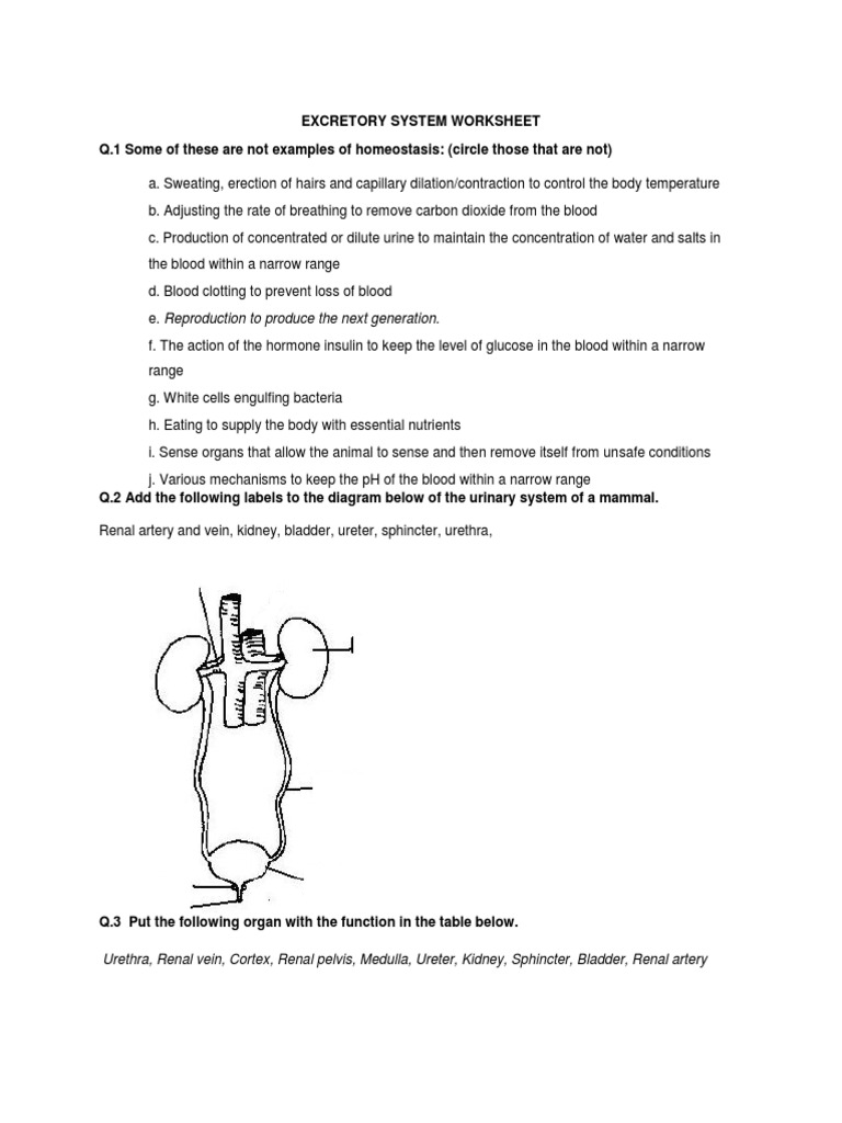Excretory System Worksheet Pdf