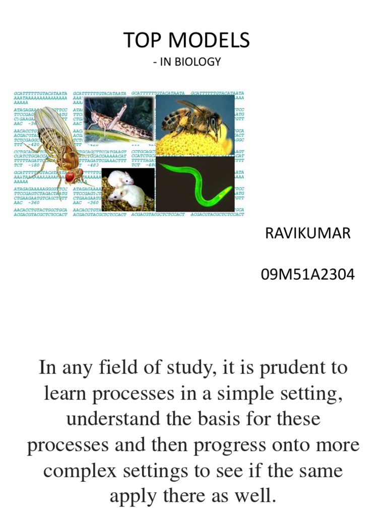 Model Organism | PDF | Saccharomyces Cerevisiae | Model Organism
