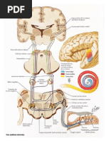 Tracto Rubroespinal | PDF | Cerebro | Neuroanatomía
