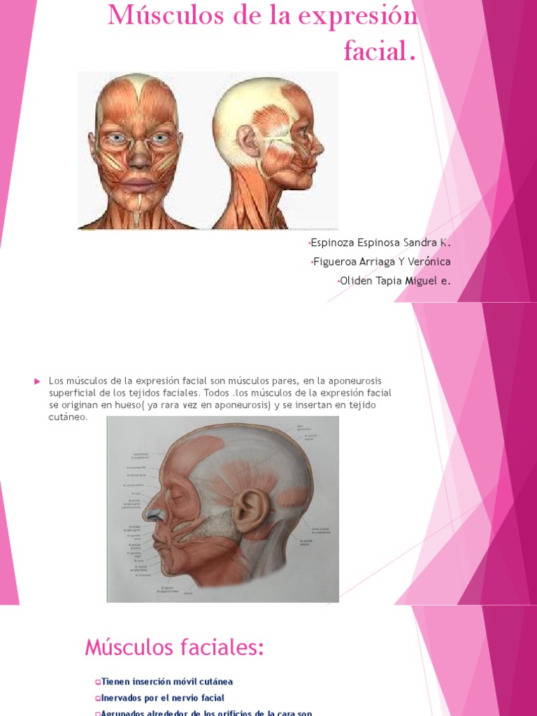 Expo-Musculos de La Expresion Facial Completa | PDF | Anatomía | Cabeza ...