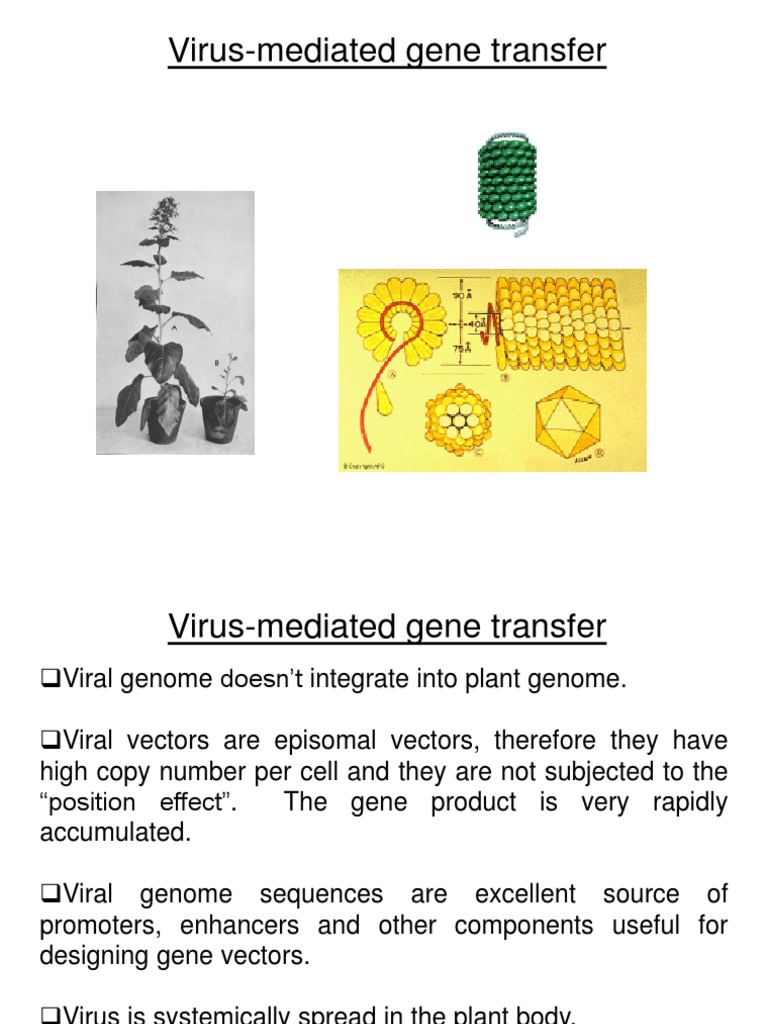 Plant Virus Vectors | Virus | Plasmid