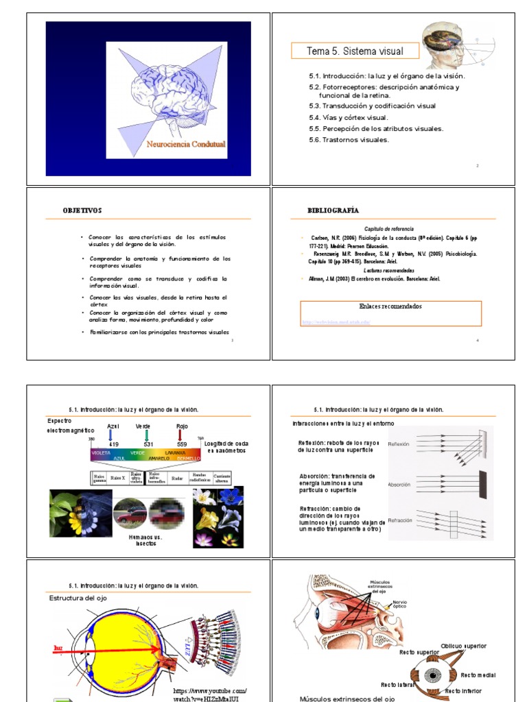 TEMA5 2014 4pax | PDF | Percepción visual | Corteza visual