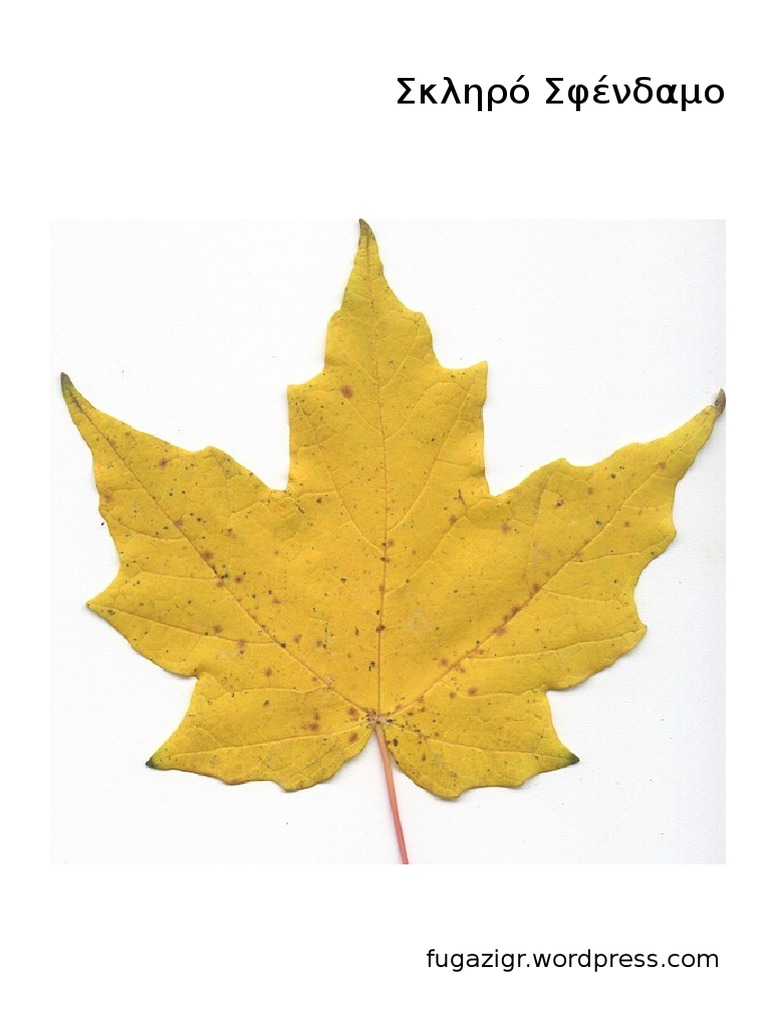 Αναγνωριση δεντρων απο φυλλα