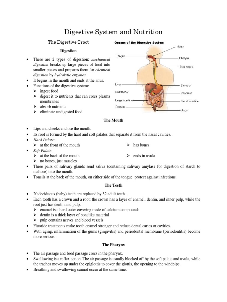 Digestive System and Nutrition | PDF | Human Digestive System | Digestion
