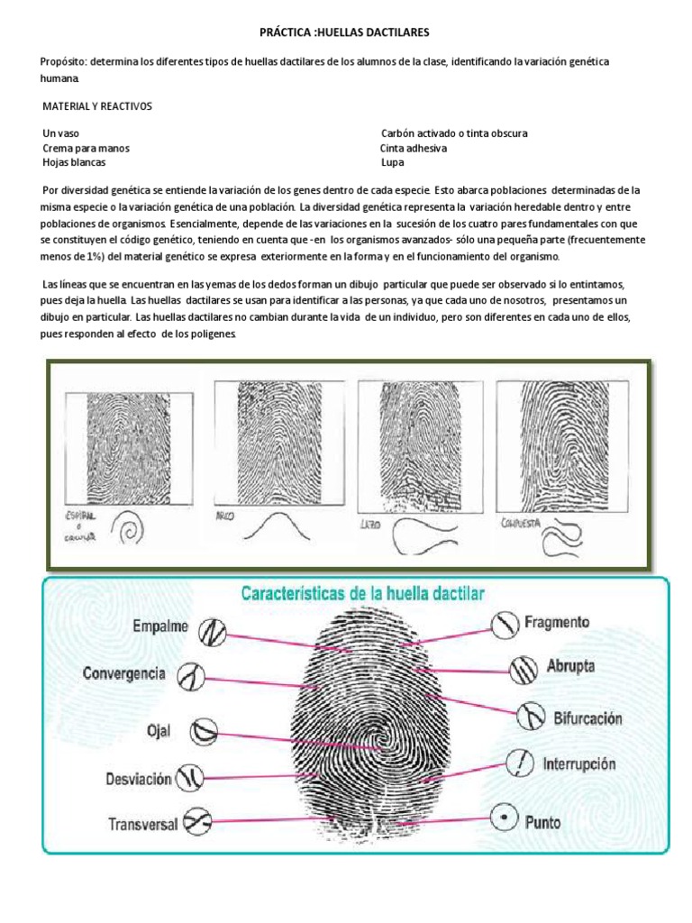 PRÁCTICA huellas dactilares