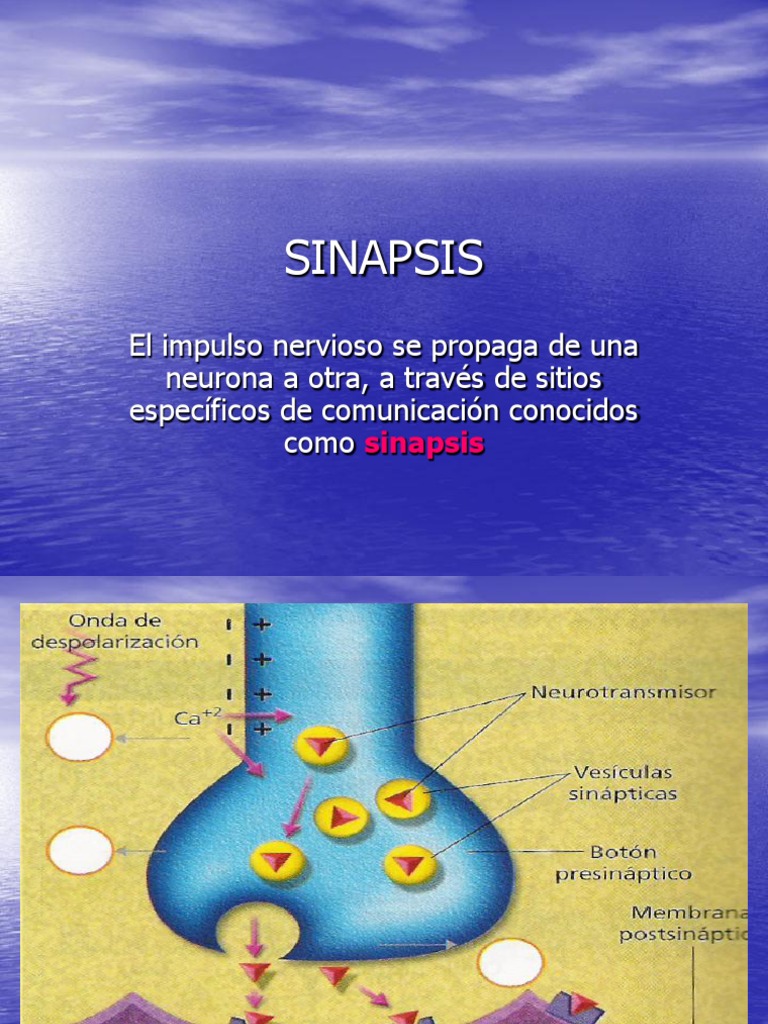 Tipos y Efectos de la Sinapsis Neuronal | PDF | Sinapsis | Sinapsis química