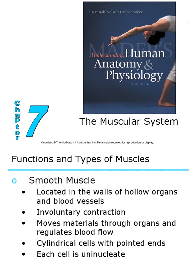 The Muscular System | PDF